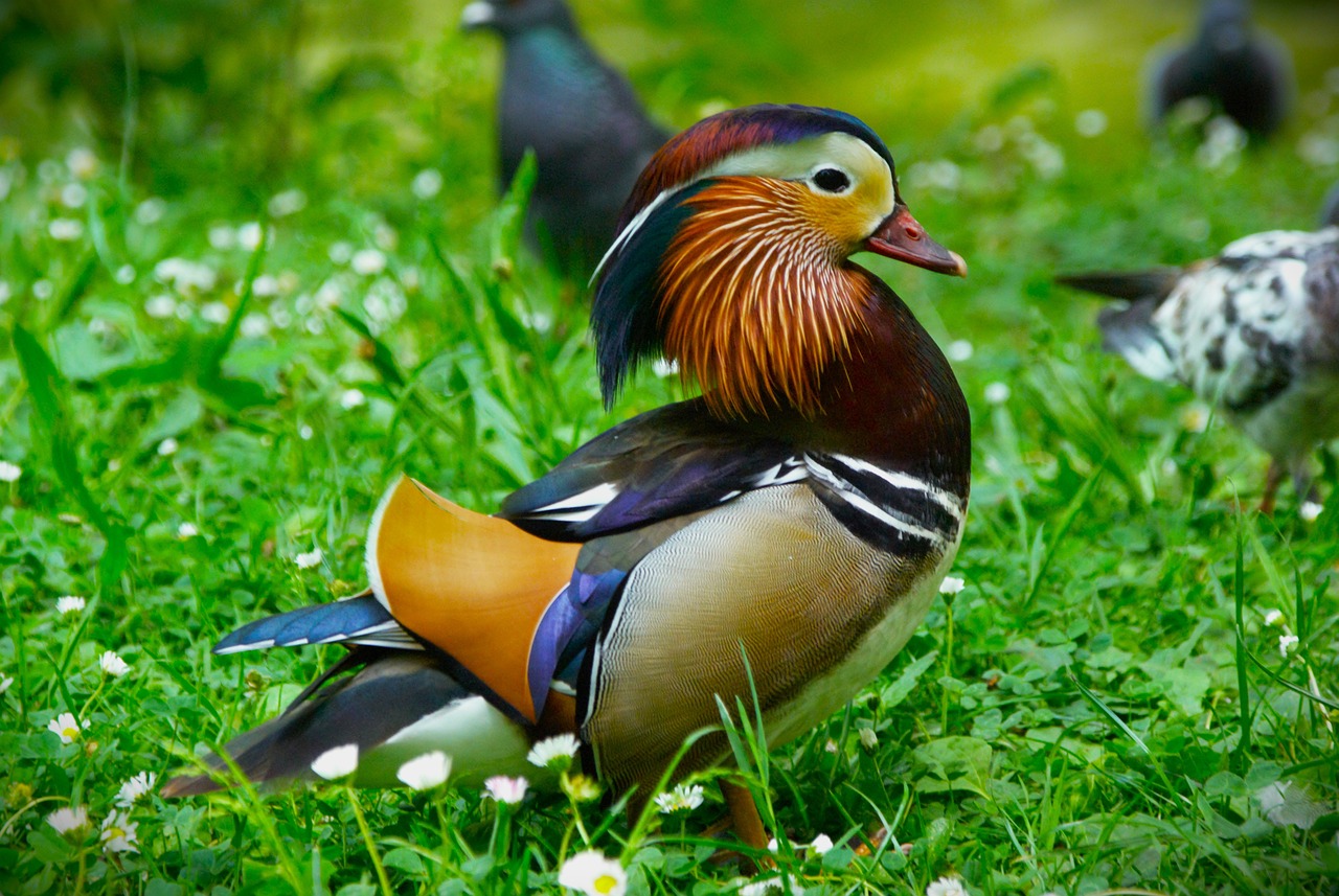 Qué tan complicado es aprender mandarín